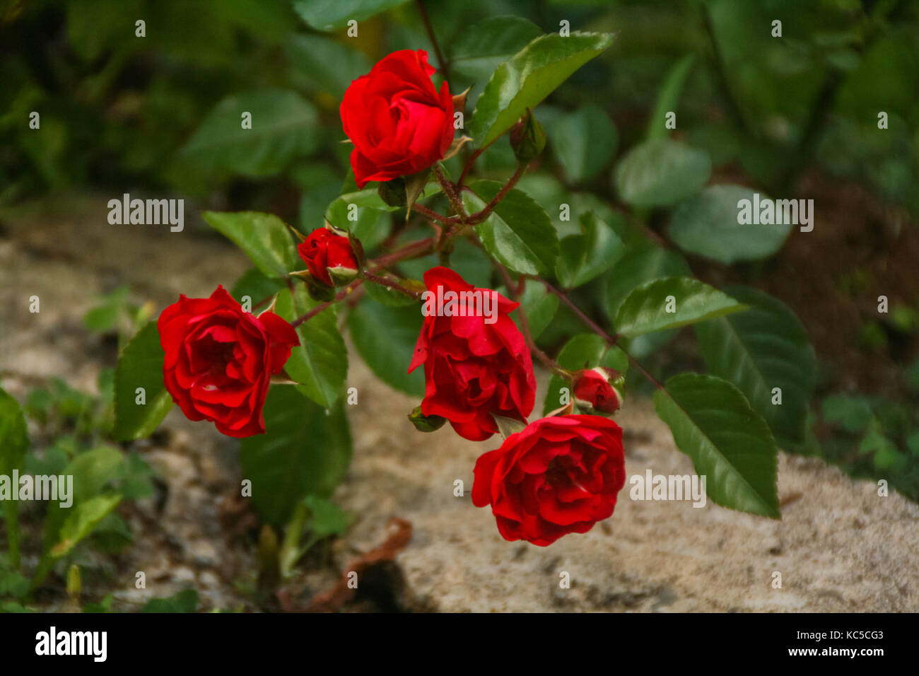 Petals of roses hi-res stock photography and images - Alamy