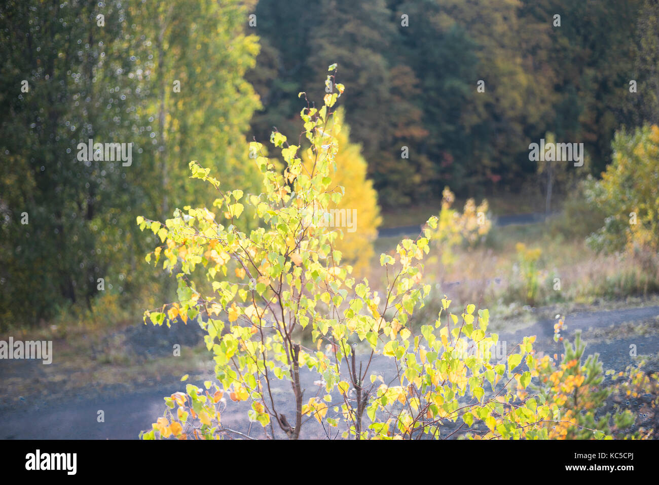 Young birch trees hi-res stock photography and images - Alamy