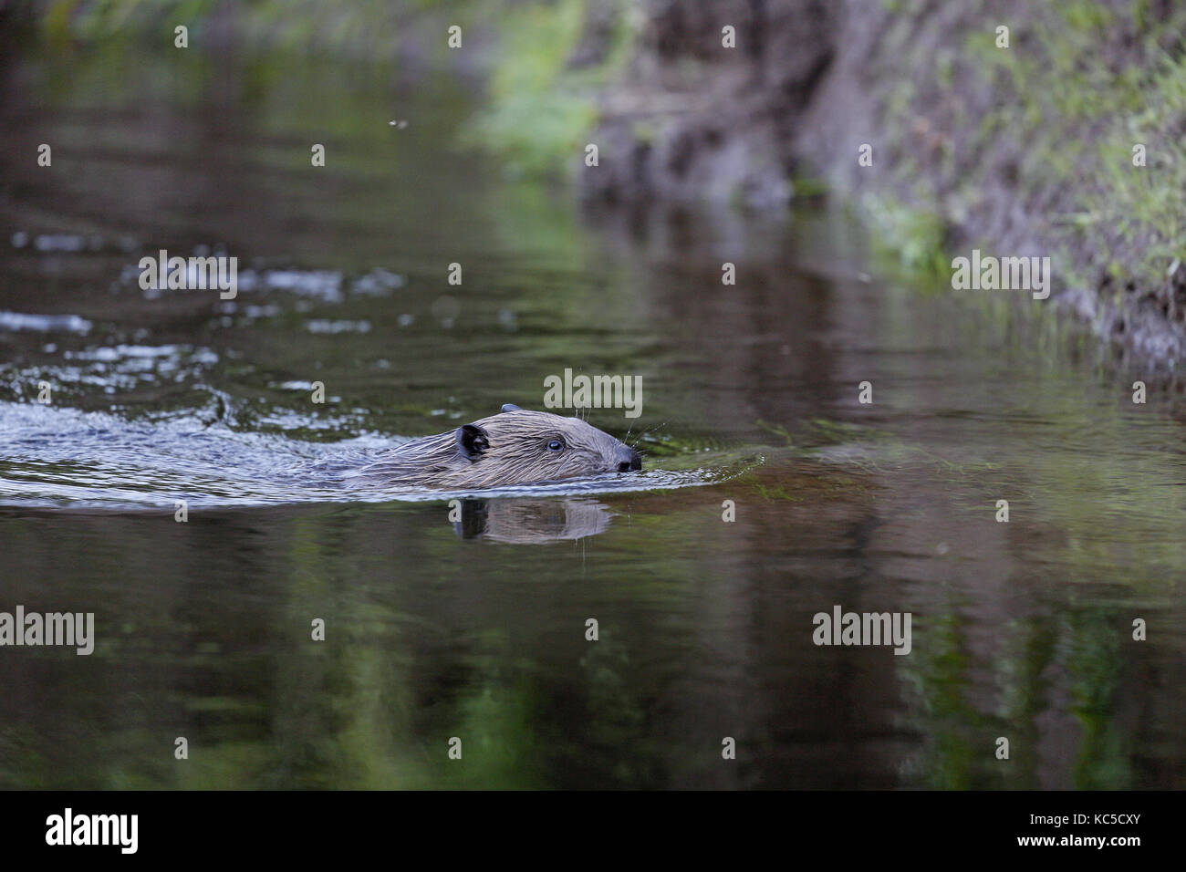 Eurasian Beaver, Castor fiber, swimming Stock Photo - Alamy