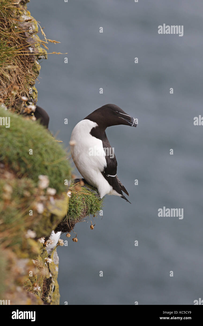 Razorbill, Alca torda, on ledge at breeding cliffs Stock Photo - Alamy