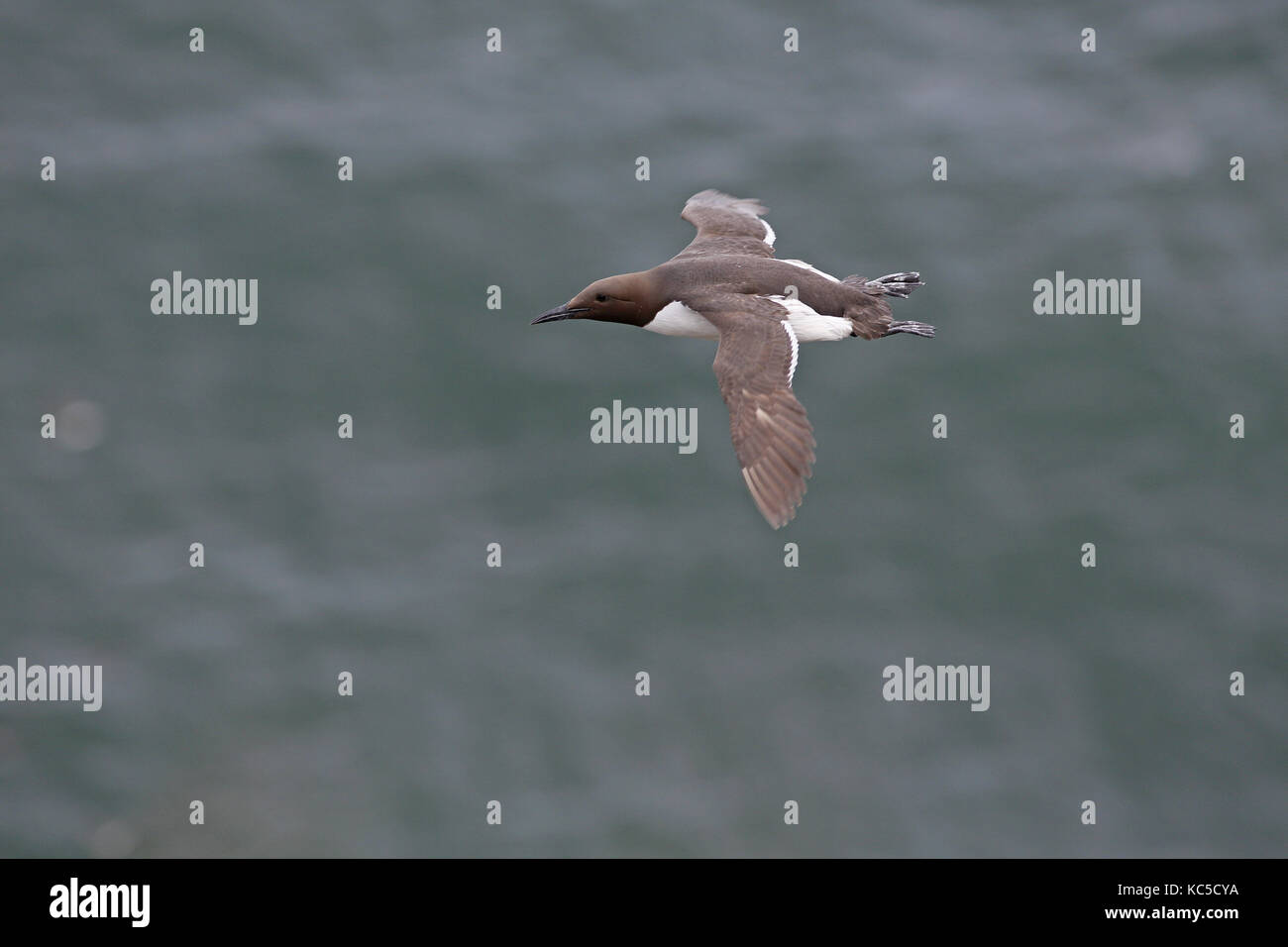 Common Guillemot, Uria aalge, in flight Stock Photo - Alamy
