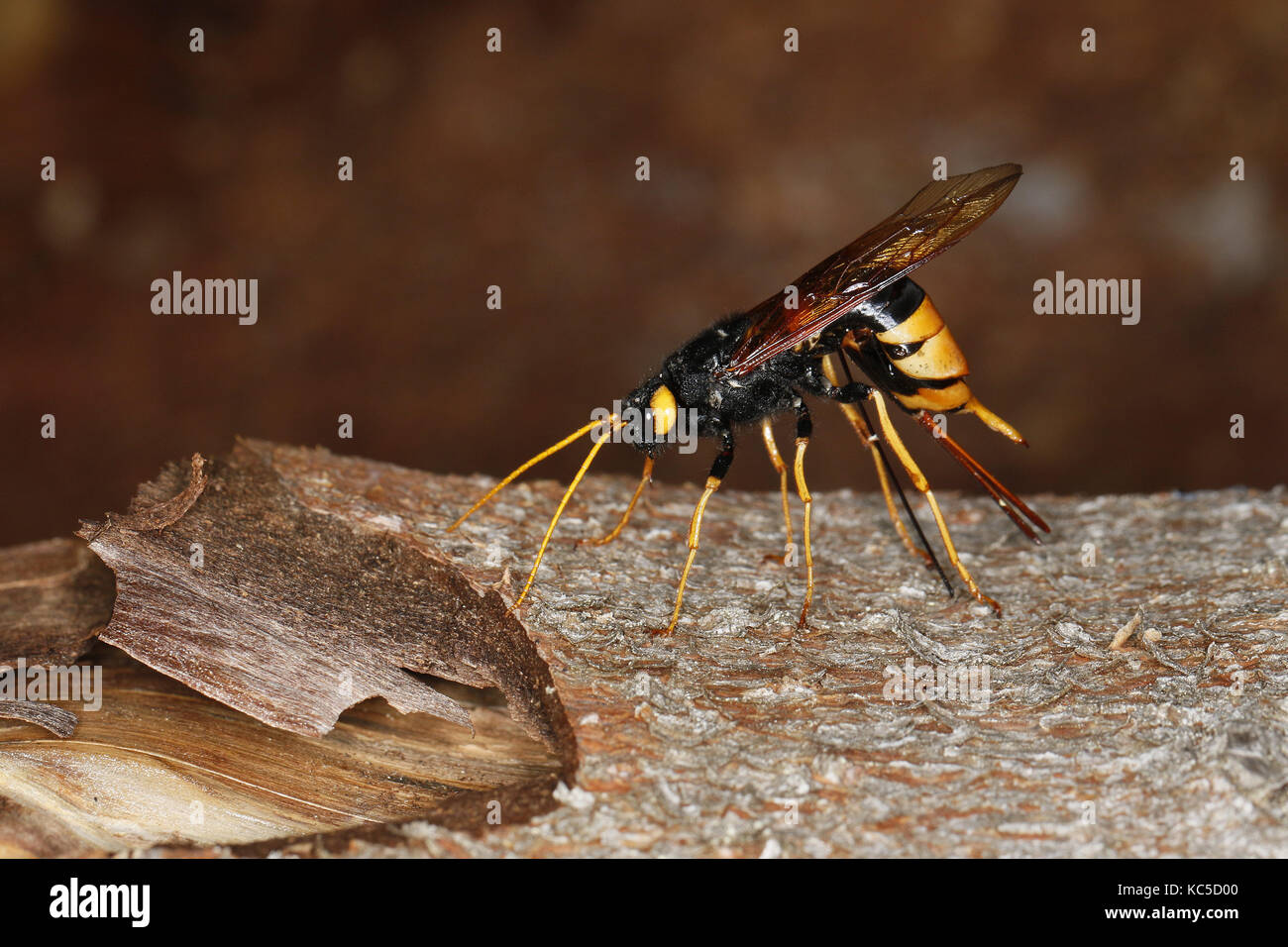Giant Woodwasp. Uroceros gigas, female looking for site to oviposit ...