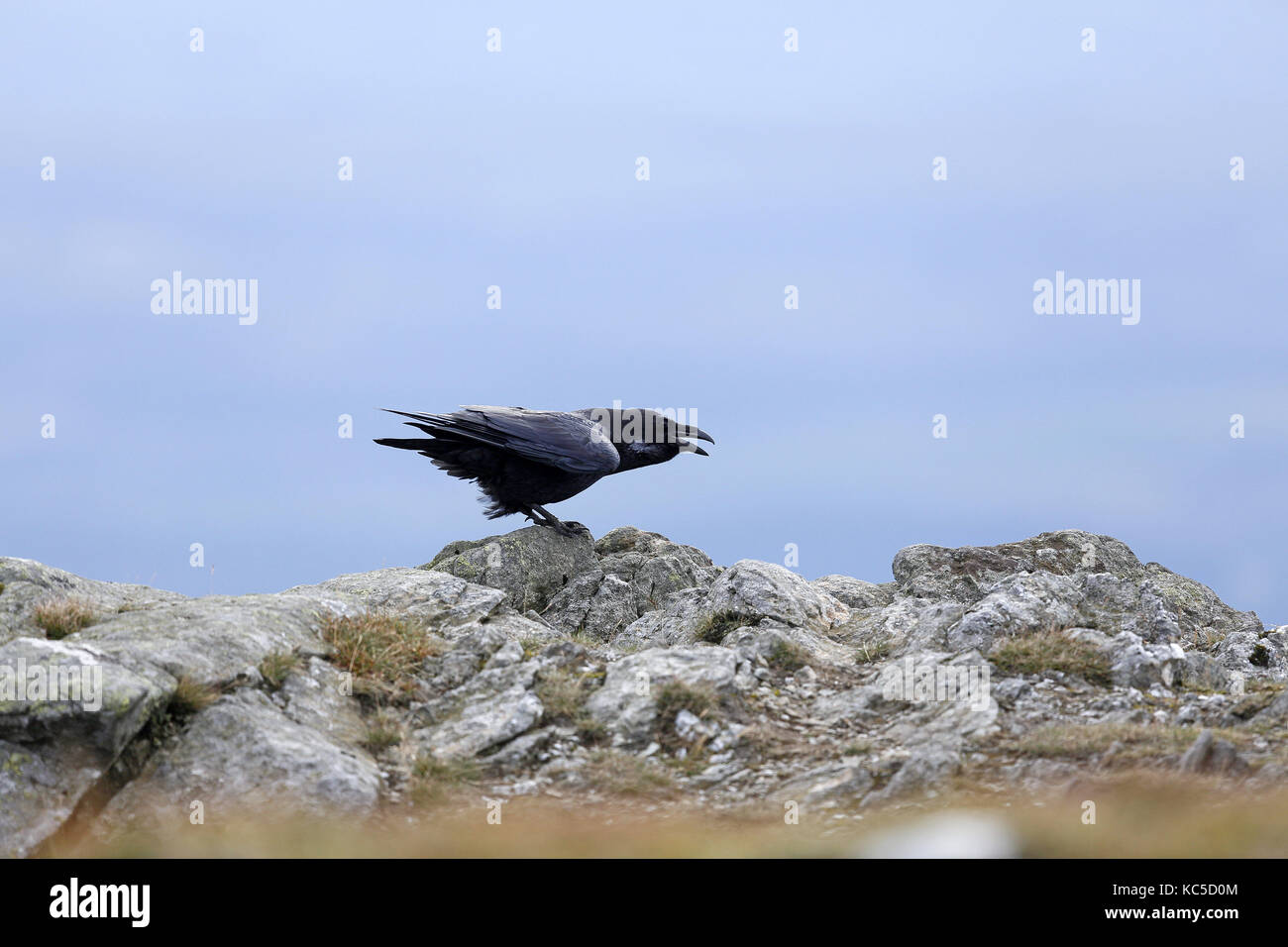 Raven mountain hi-res stock photography and images - Alamy
