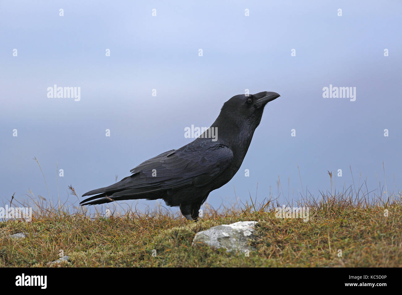 Raven uk bird moorland hi-res stock photography and images - Alamy