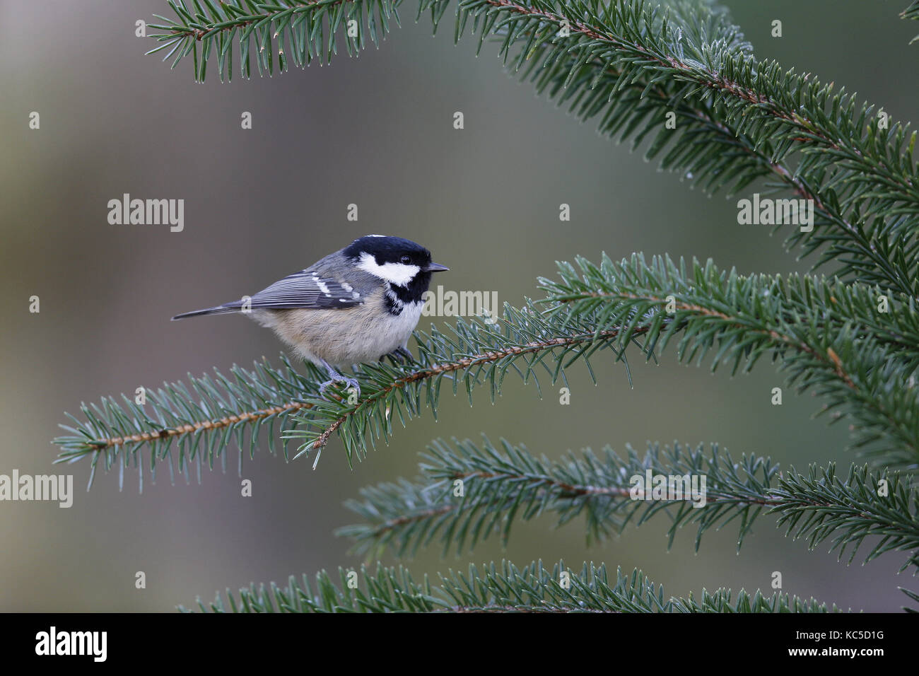 Coal Tit, Periparus ater, on pine twig Stock Photo - Alamy