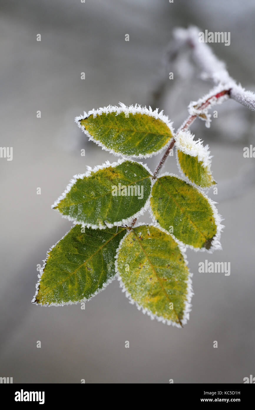 White wild scottish rose hi-res stock photography and images - Alamy