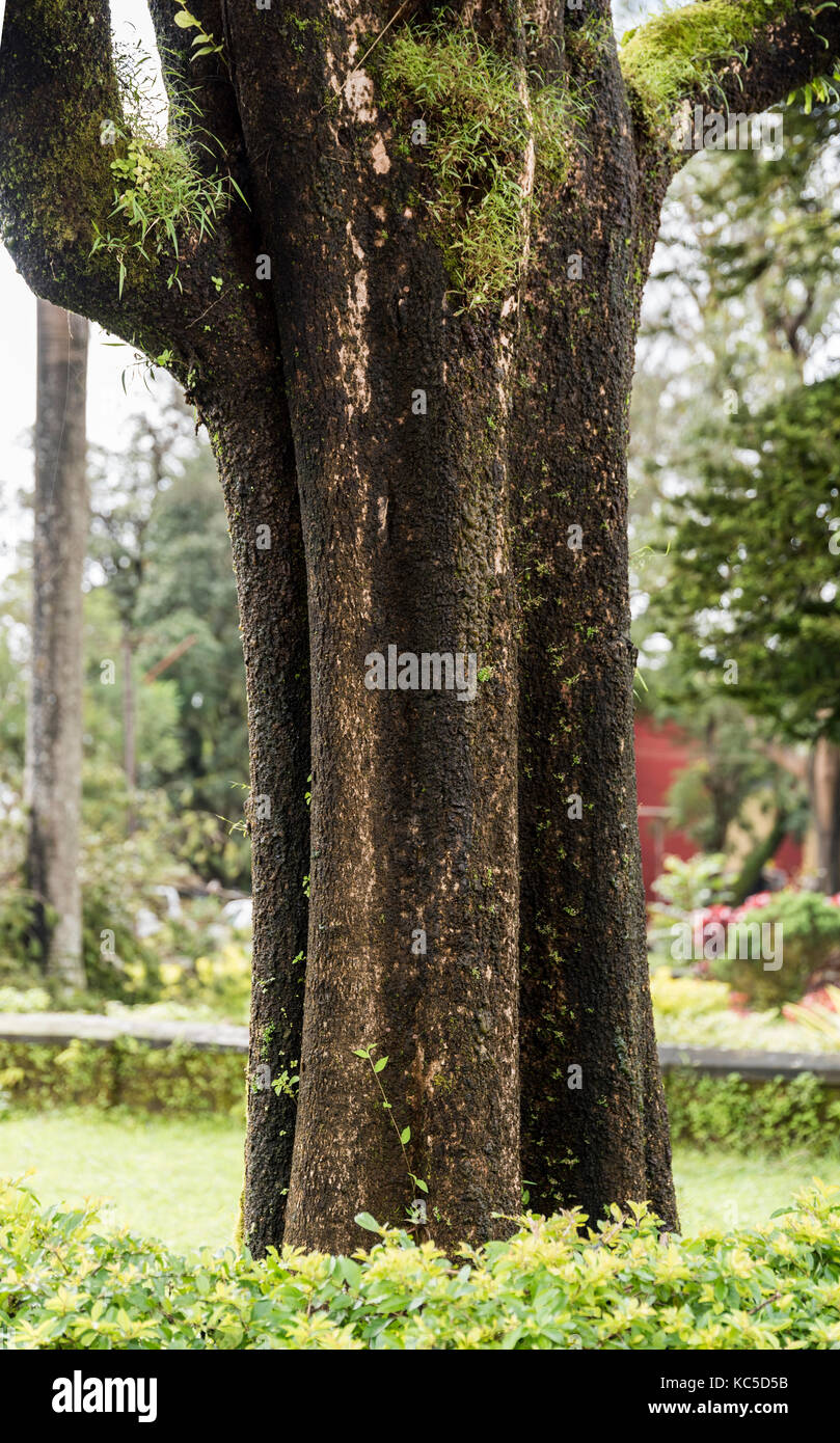 Tree Trunk after rain in Coorg, Karnataka, India Stock Photo - Alamy