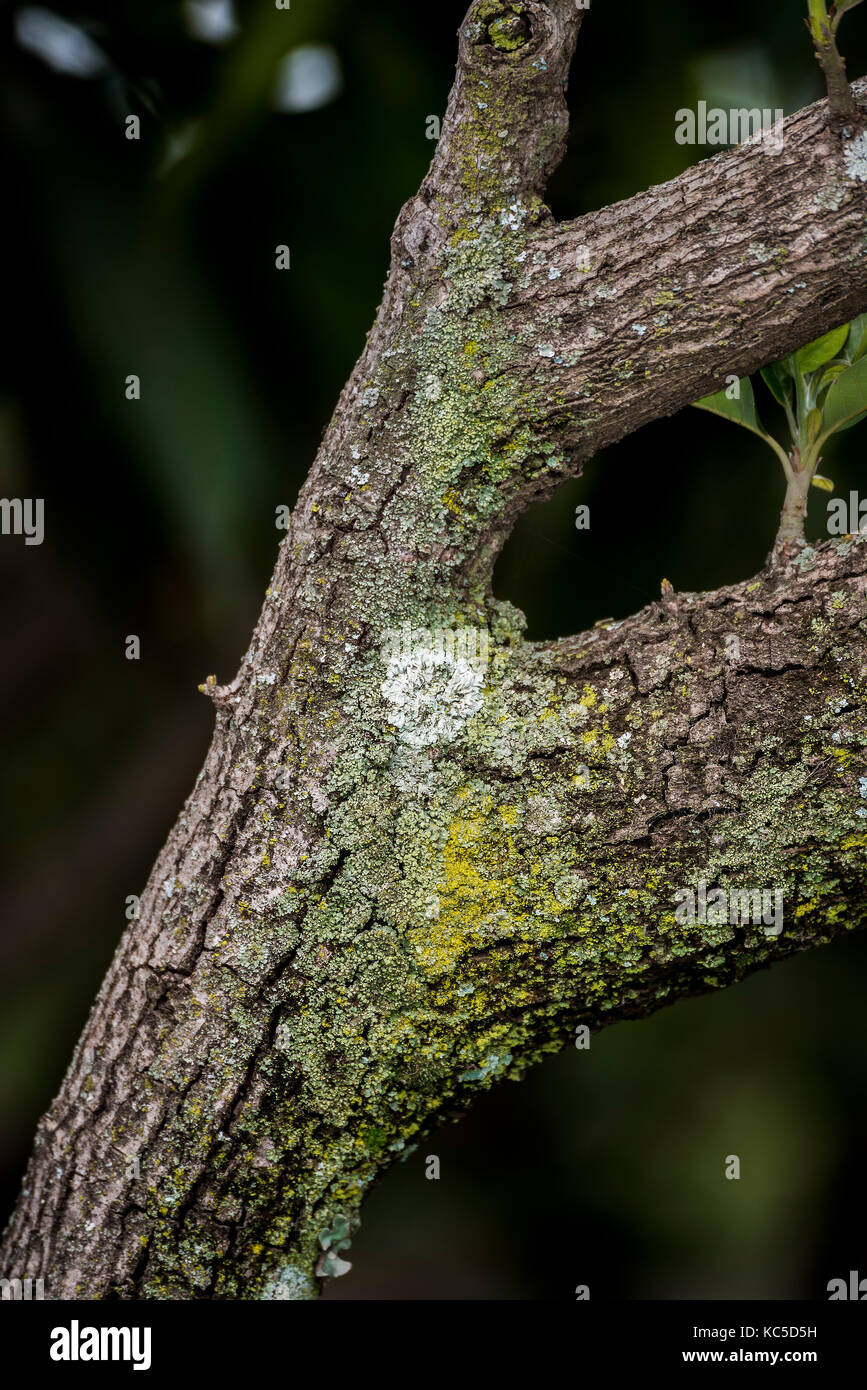 Artistic Tree Trunk in Addis Ababa, Ethiopia, Africa Stock Photo - Alamy