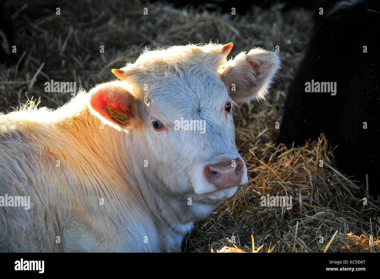 Farm animals picture hi-res stock photography and images - Alamy