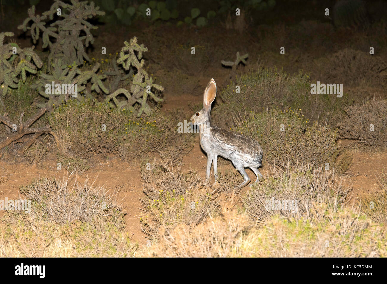 Antelope Jackrabbit Lepus alleni Tucson, Pimal County, Arizona, United ...