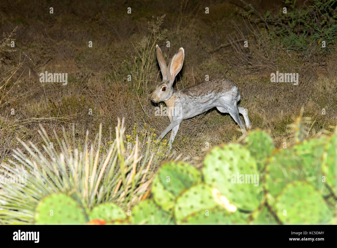Antelope Jackrabbit Lepus alleni Tucson, Pimal County, Arizona, United ...