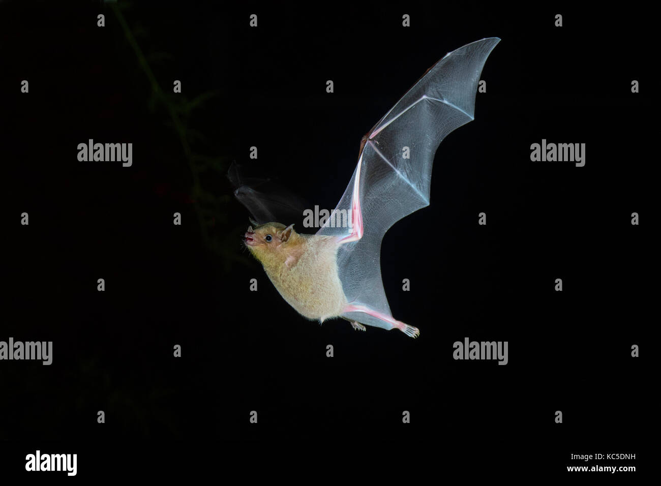 Lesser Long-nosed Bat Leptonycteris curasoae Tucson, Pima County ...