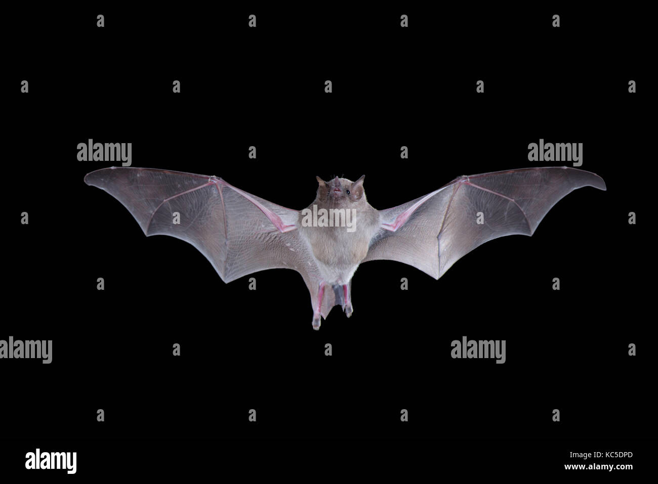 Mexican long tongued bat choeronycteris mexicana hi-res stock ...