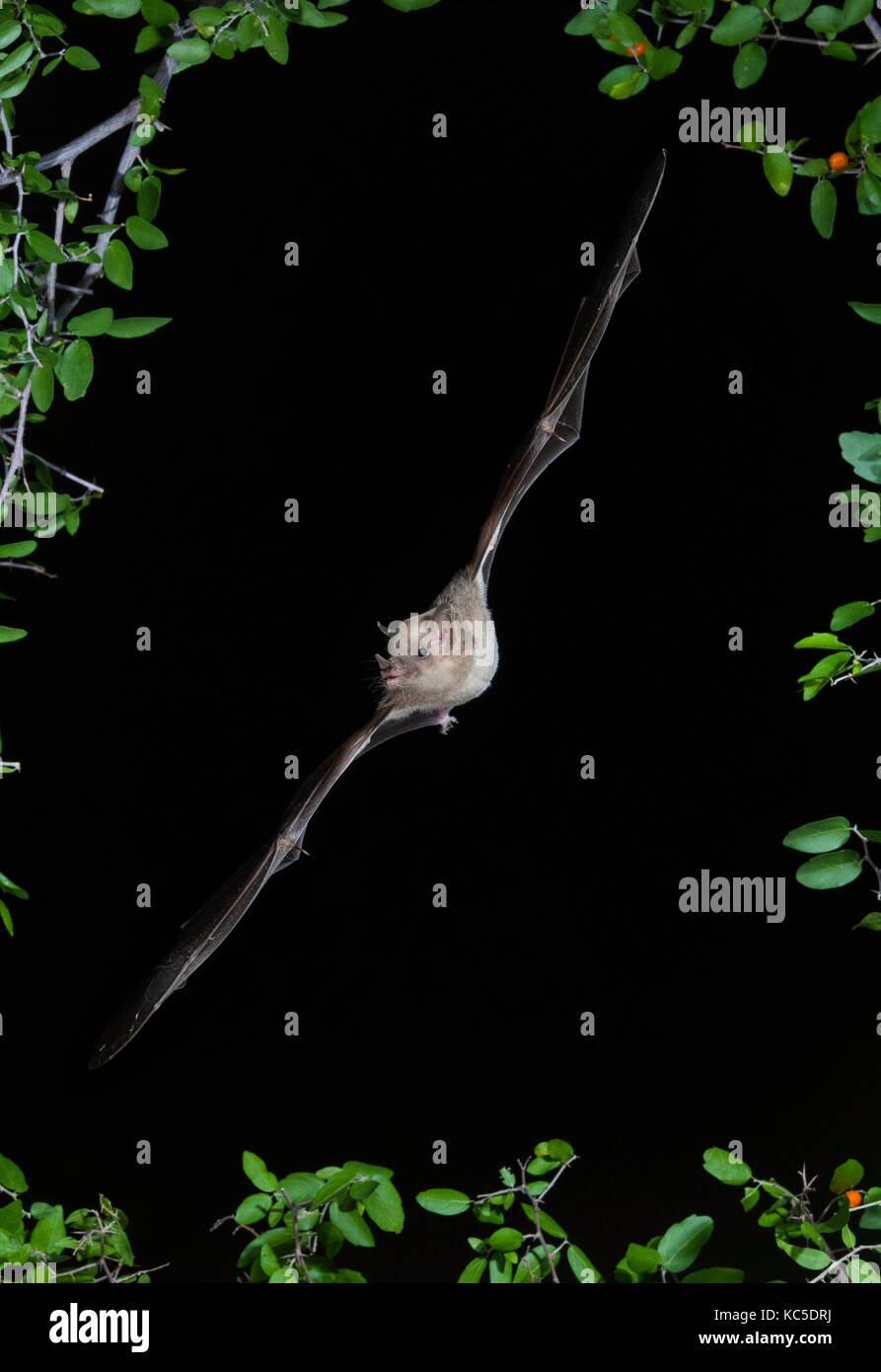 Mexican Long-tongued Bat Choeronycteris mexicana Tucson, Pima County ...
