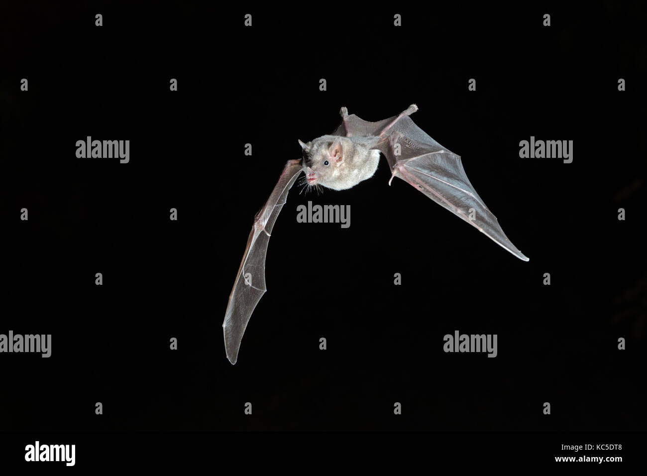 Mexican Long-tongued Bat Choeronycteris mexicana Tucson, Pima County ...