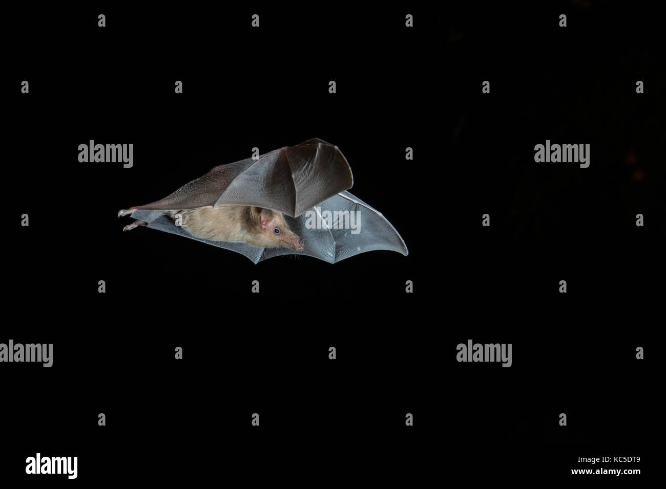 Mexican Long-tongued Bat Choeronycteris mexicana Tucson, Pima County ...