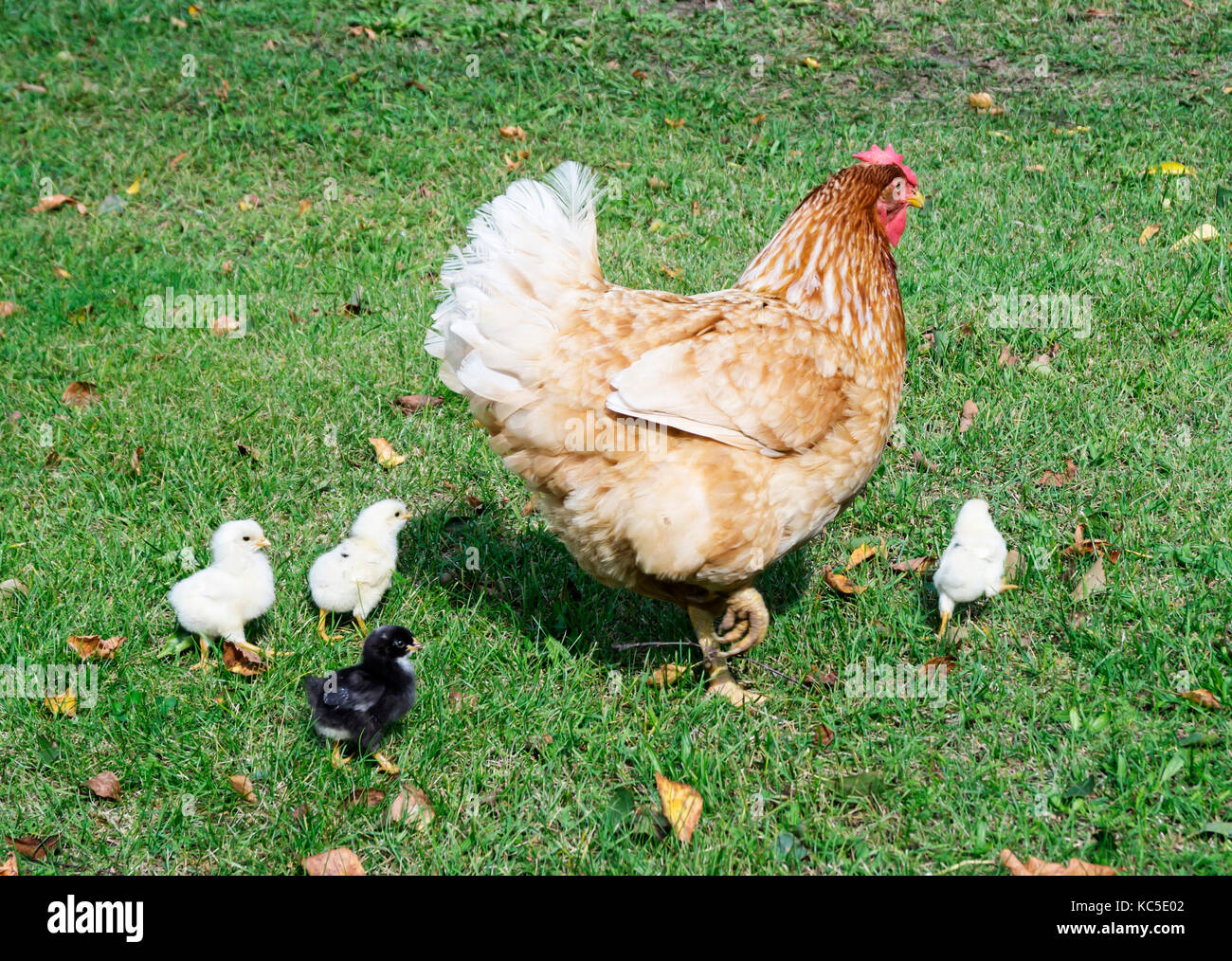 Hen with small nestling on background of the green herb and sheet Stock ...