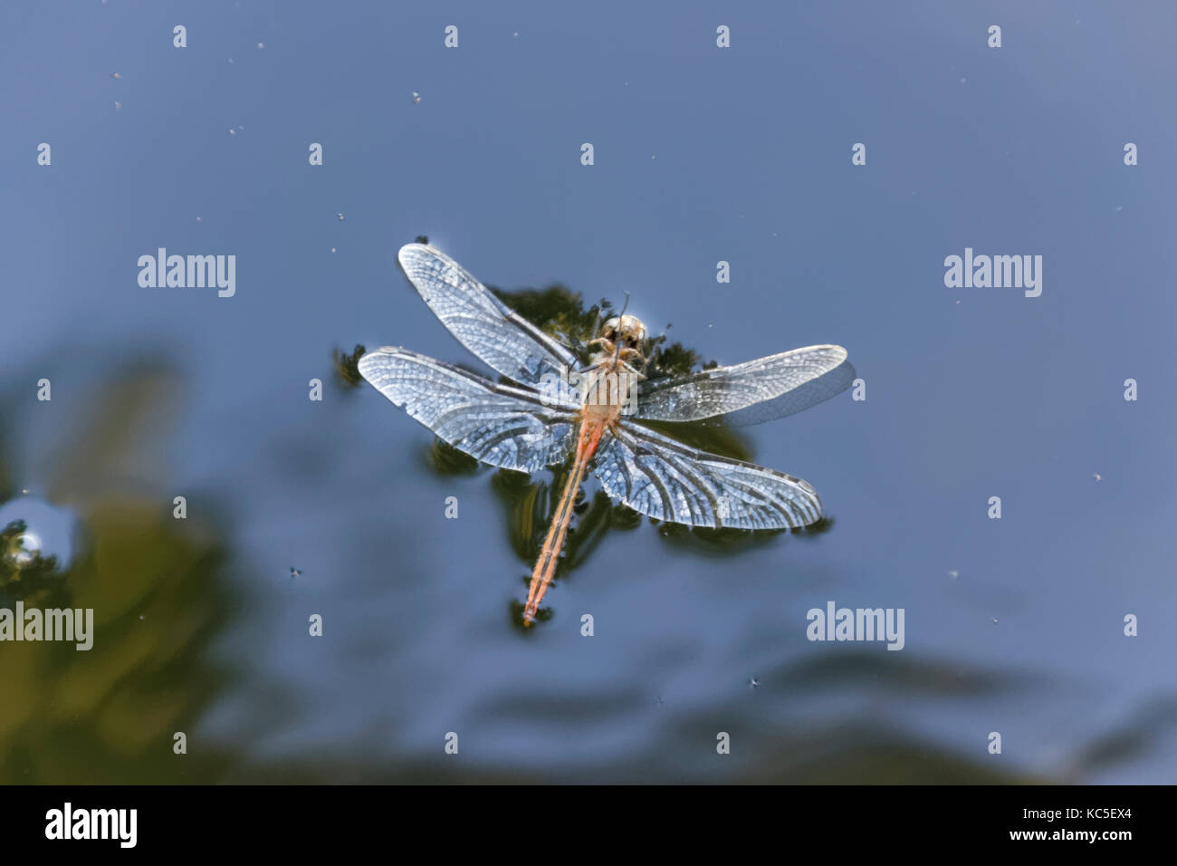 Dragonfly by the pool hi-res stock photography and images - Alamy