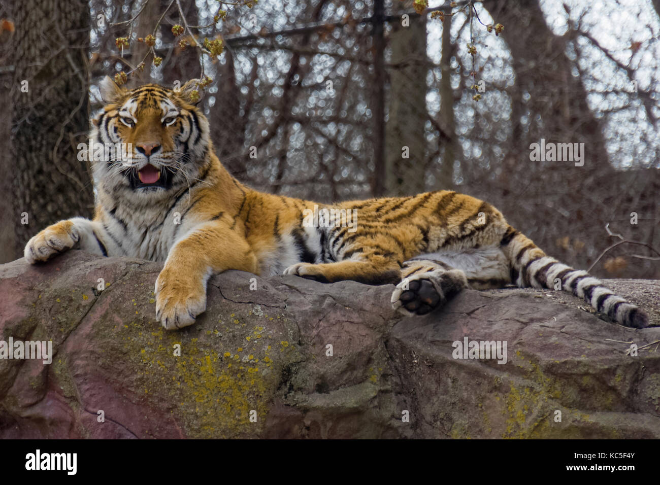 Tiger panting hi-res stock photography and images - Alamy