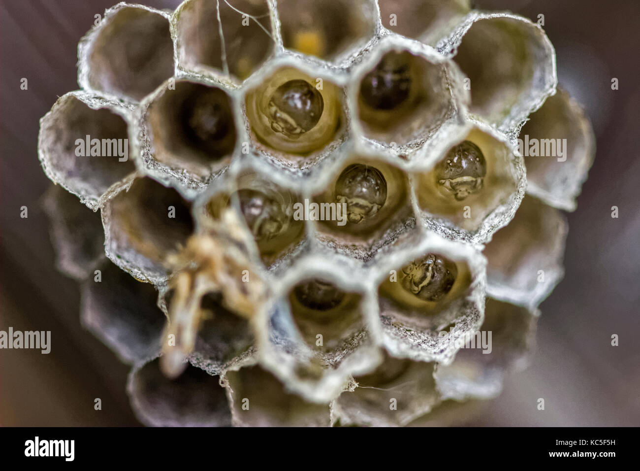 Wasp pupae hi-res stock photography and images - Alamy