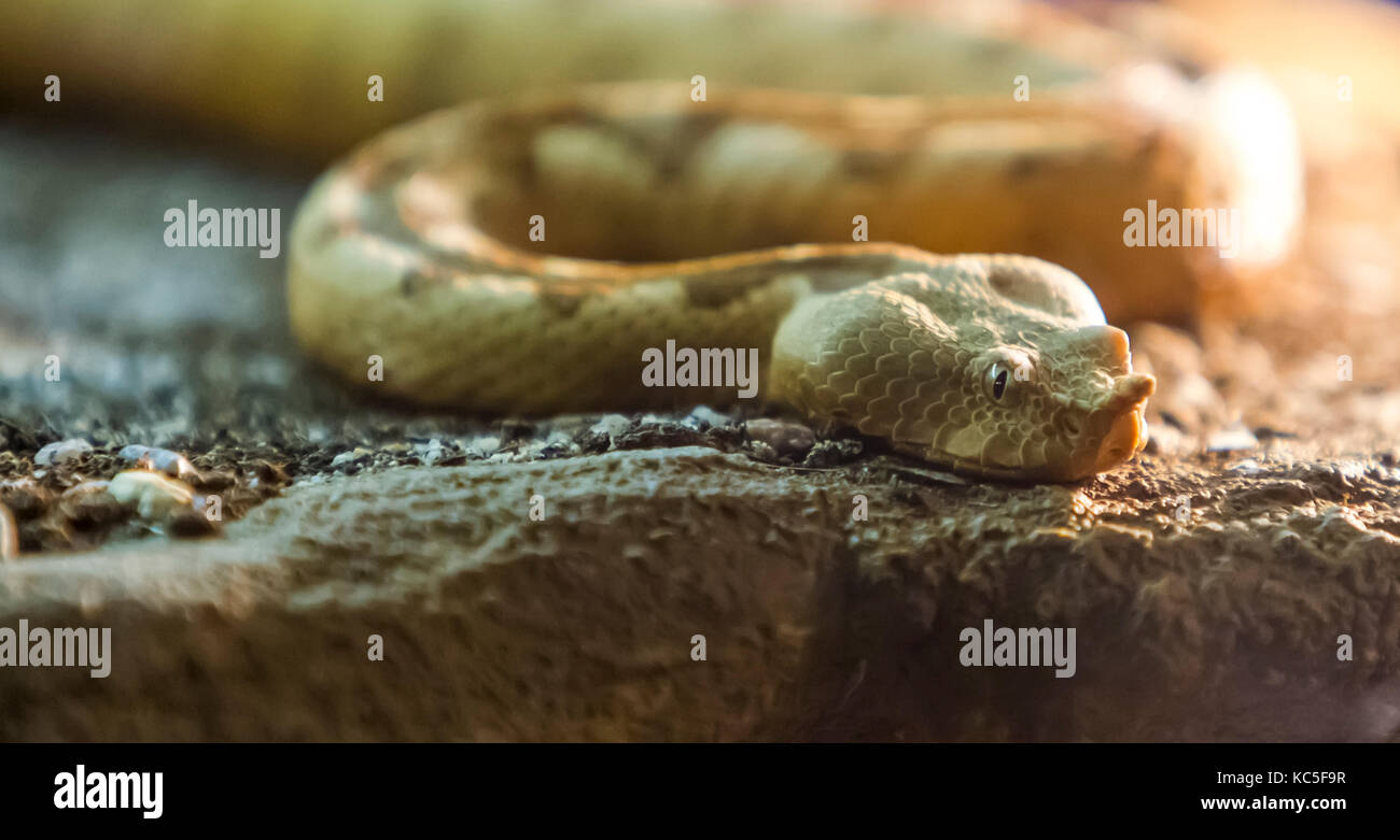 Closeup view at the horned viper snake Stock Photo - Alamy