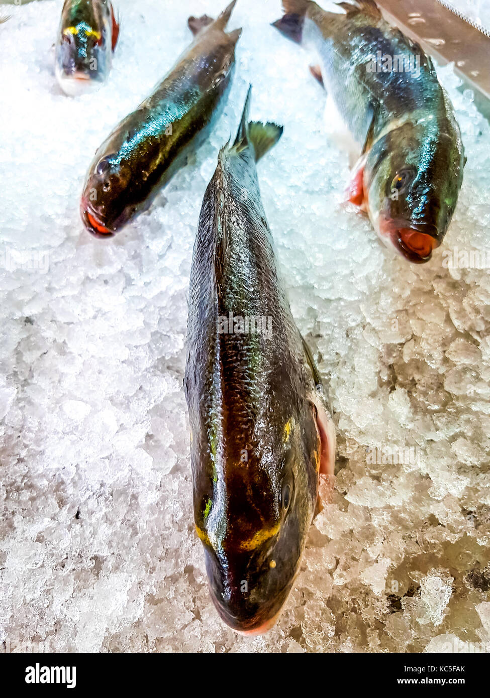 Close up view at fish on ice Stock Photo - Alamy