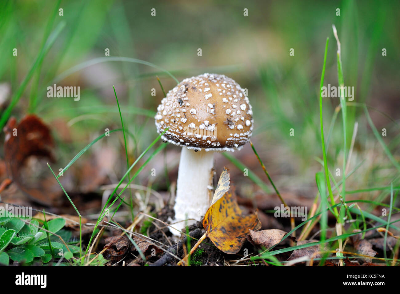 A young Amanita Pantherina, also called panther cap or false blusher ...