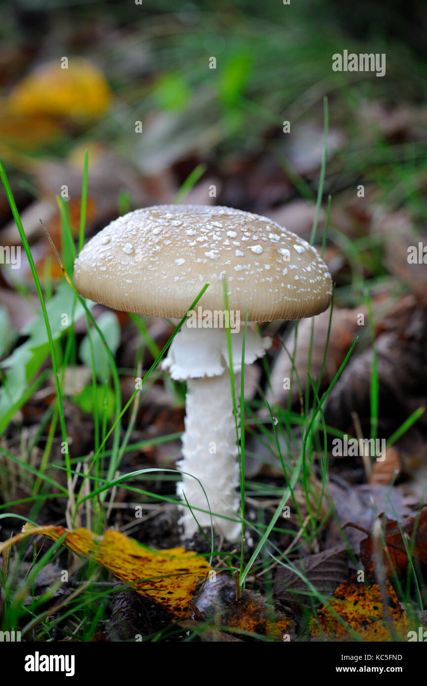A young Amanita Pantherina, also called panther cap or false blusher ...