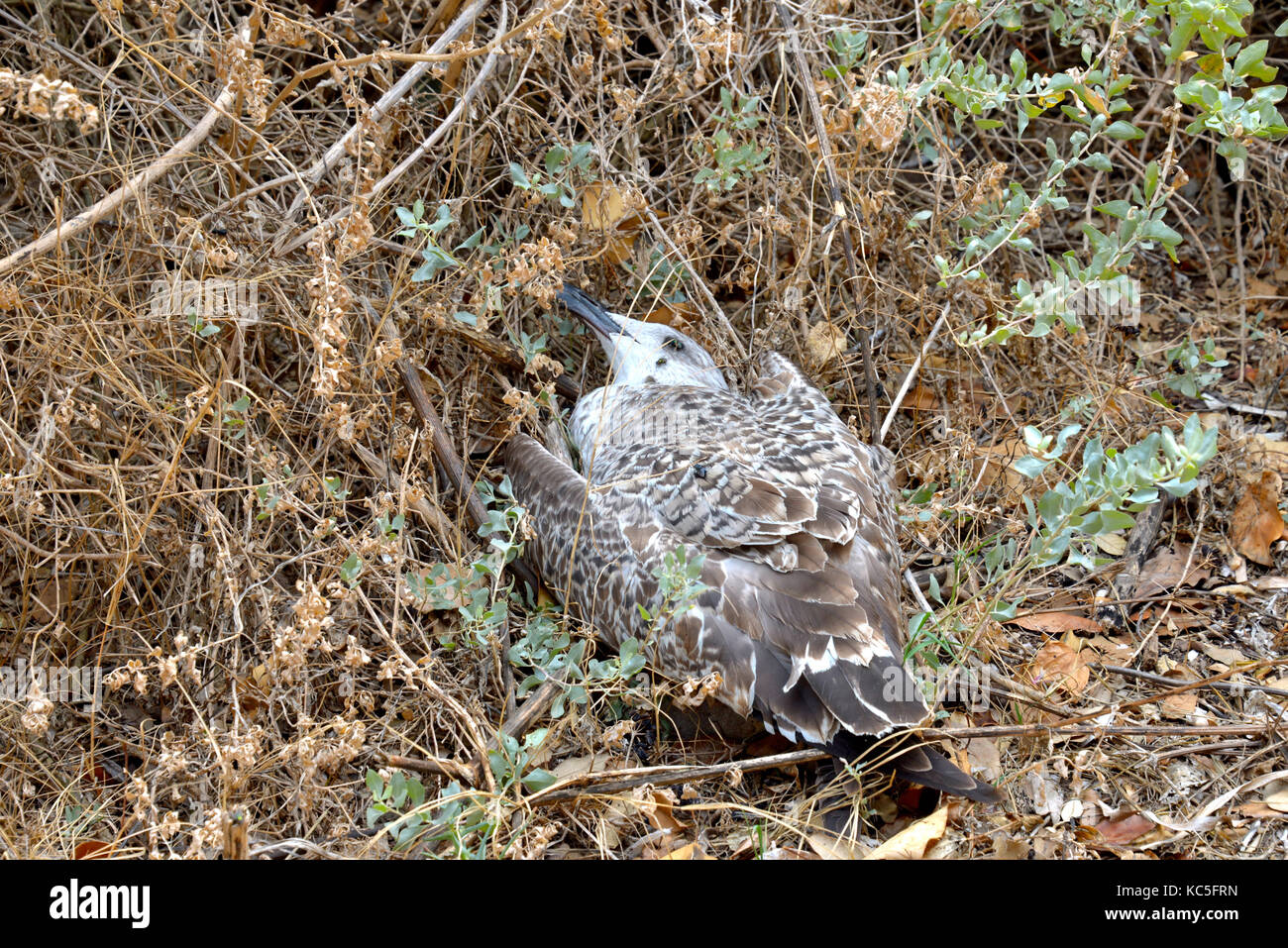 Skeleton Of A Seagull High Resolution Stock Photography and Images - Alamy