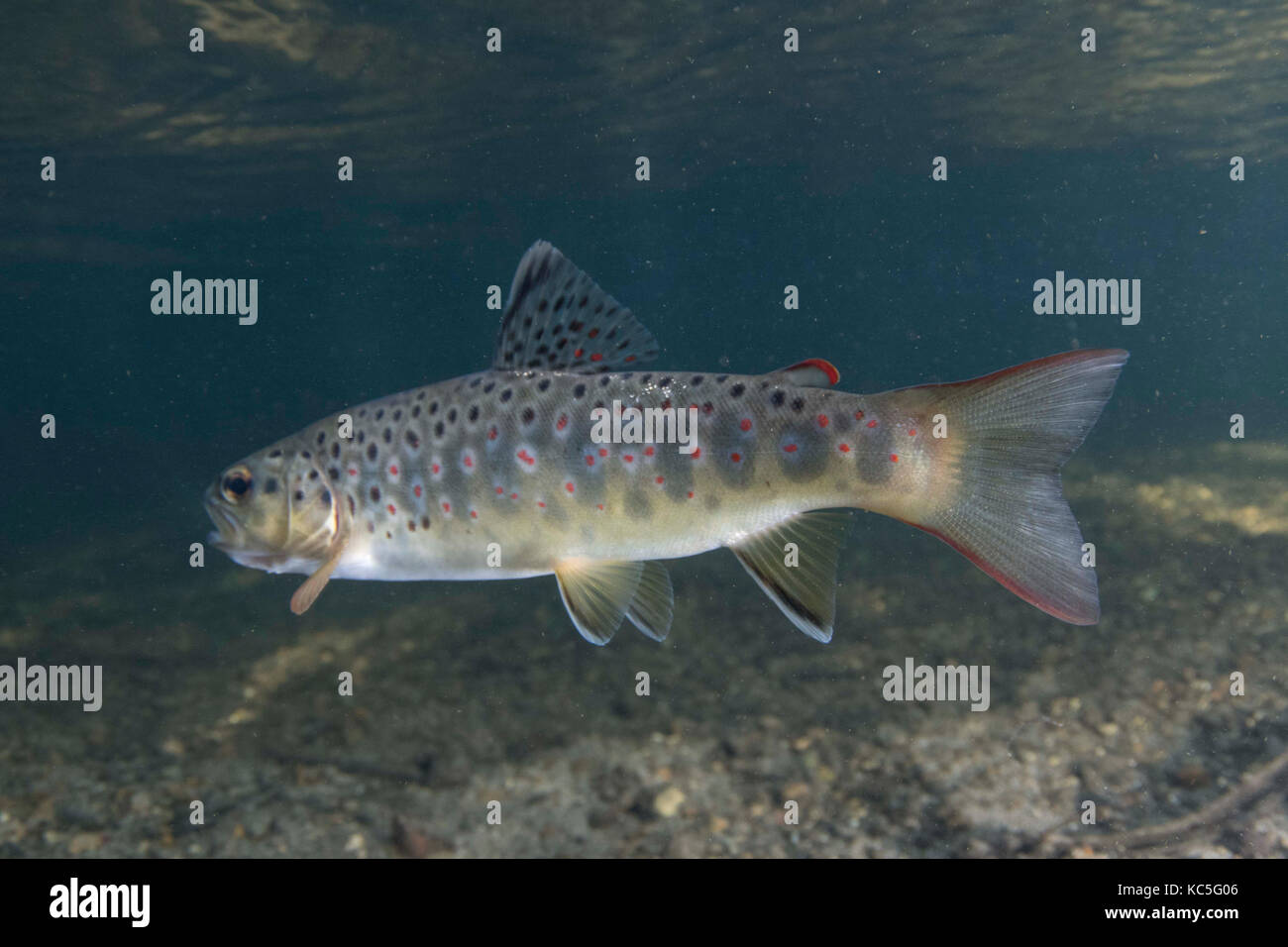 Brown trout chalkstream hi-res stock photography and images - Alamy