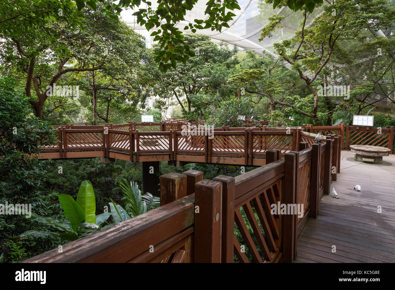 Wooden and elevated walkway inside the lush Edward Youde Aviary at the ...