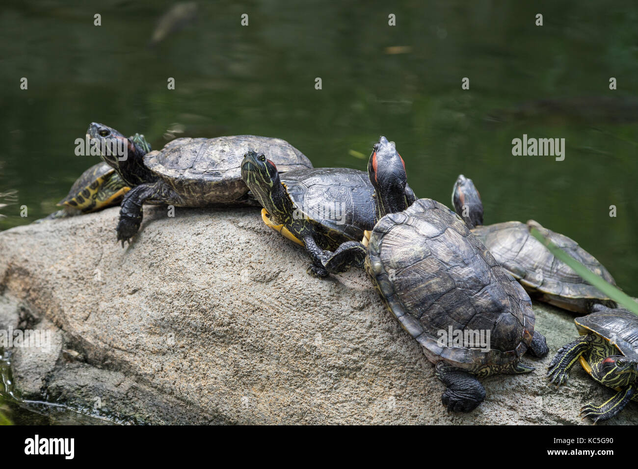 Close-up of a group of turtles on a rock Stock Photo - Alamy