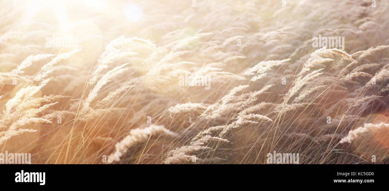 sunny autumn Nature background; abstract October landscape Stock Photo ...