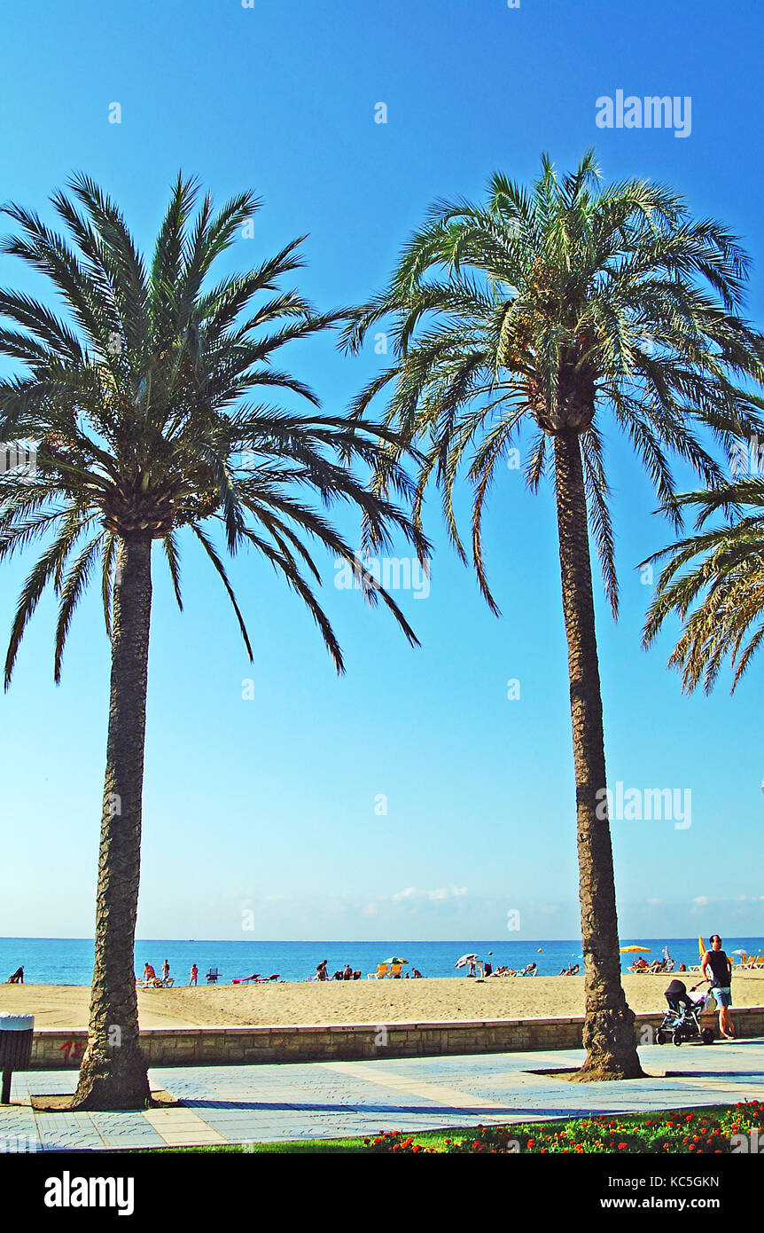 Palm tree holiday destination hi-res stock photography and images - Alamy
