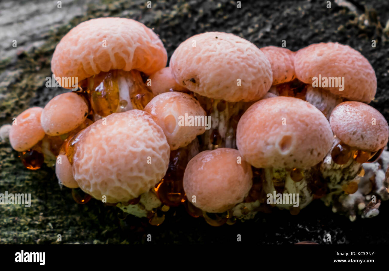 Fungal identification hi-res stock photography and images - Alamy