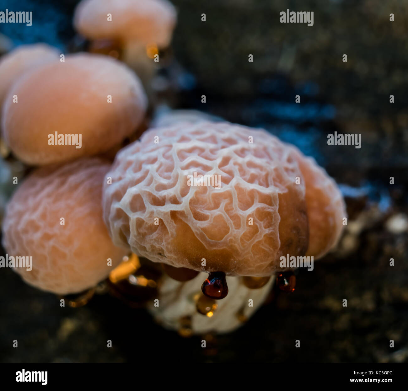 Fungal identification hi-res stock photography and images - Alamy