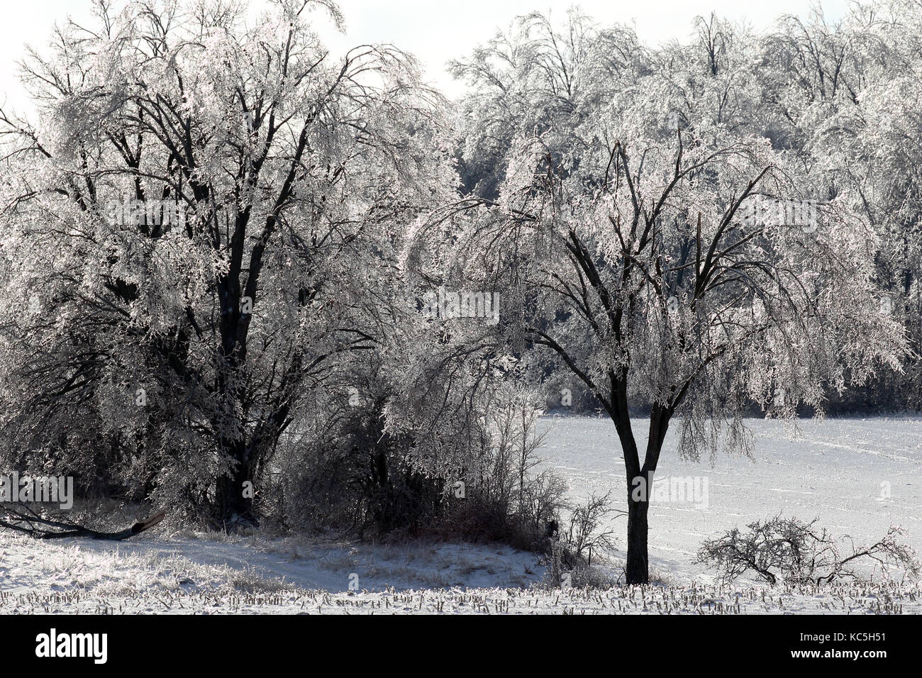 Ice covered trees Stock Photo - Alamy