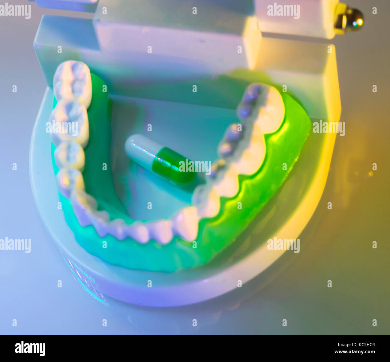 Dental teeth, mouth, gums dentists teaching model showing each tooth ...