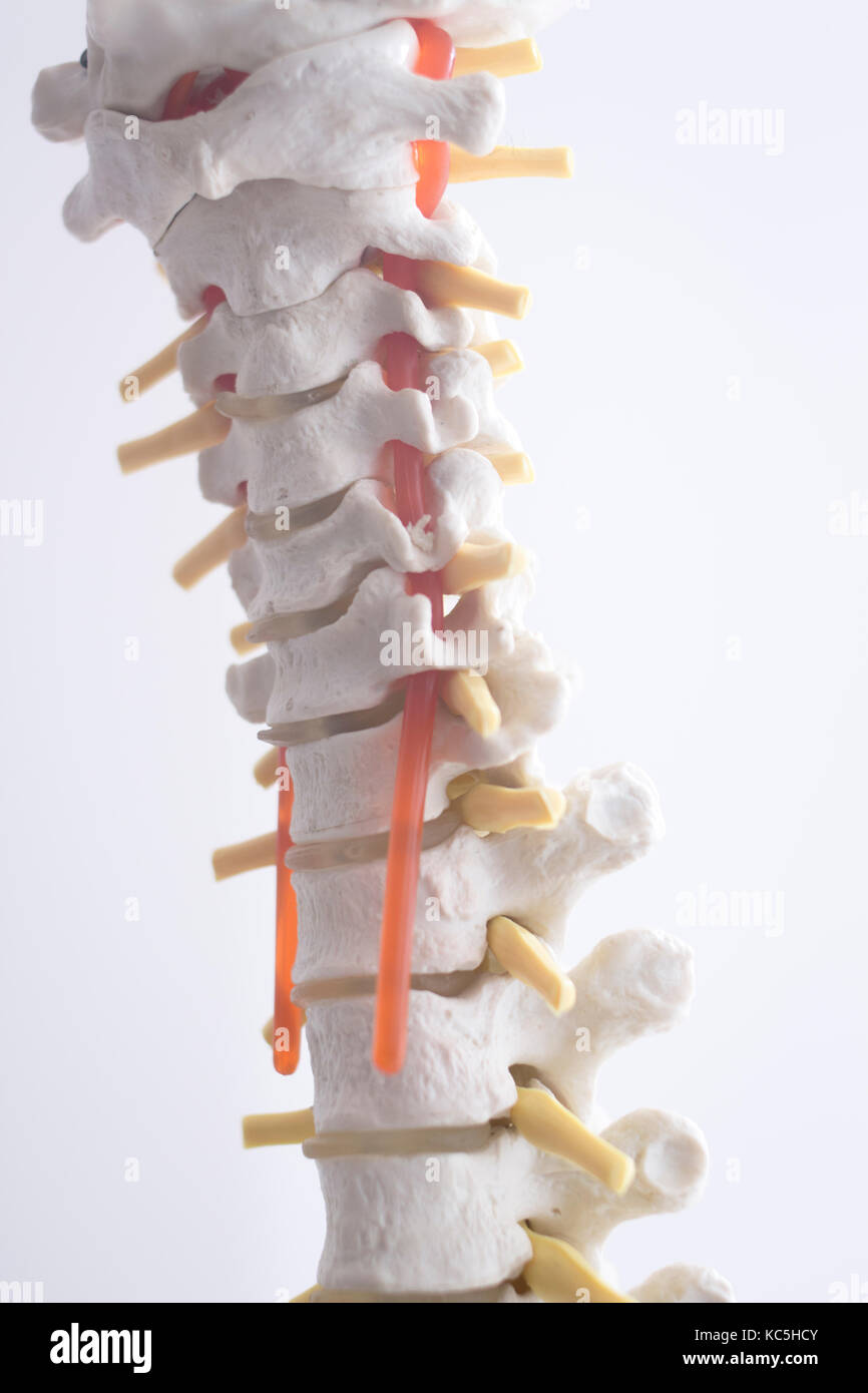Spine Cartilage