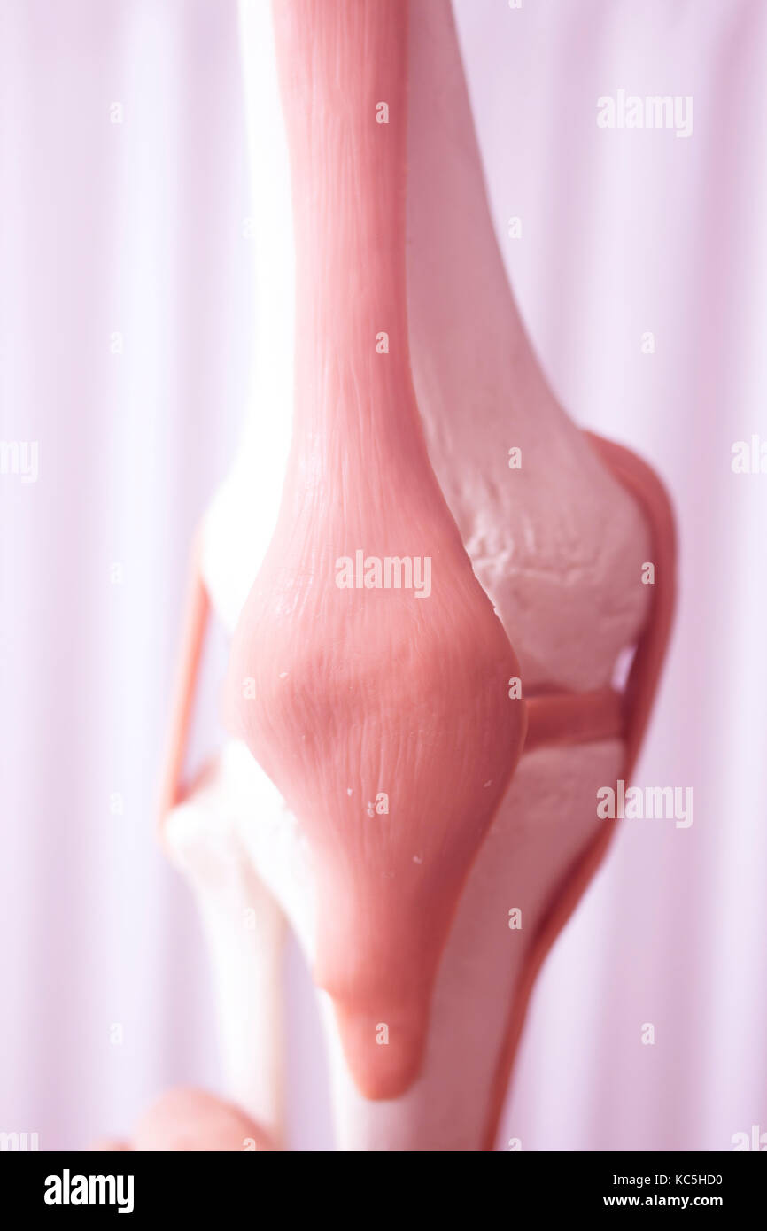 Human knee joint meniscus medical teaching model showing bones and ...