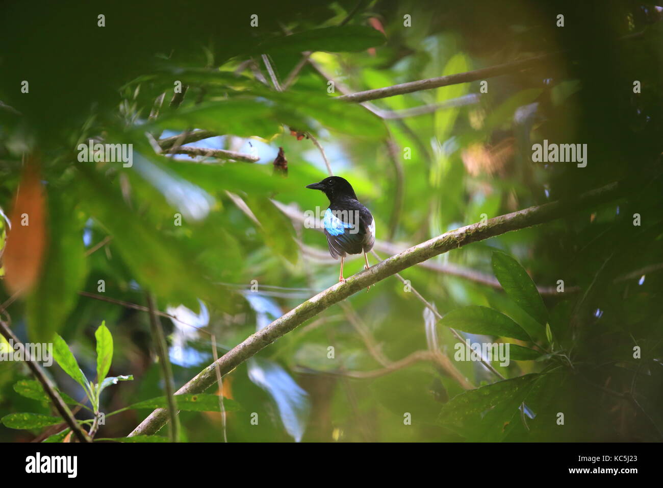 Superb pitta (Pitta superba) in Manus Island, Papua New Guinea Stock ...