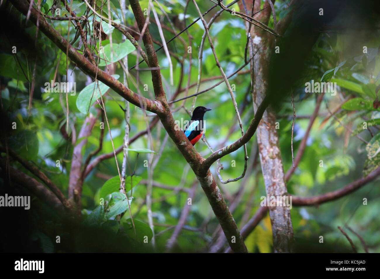 Superb pitta (Pitta superba) in Manus Island, Papua New Guinea Stock ...