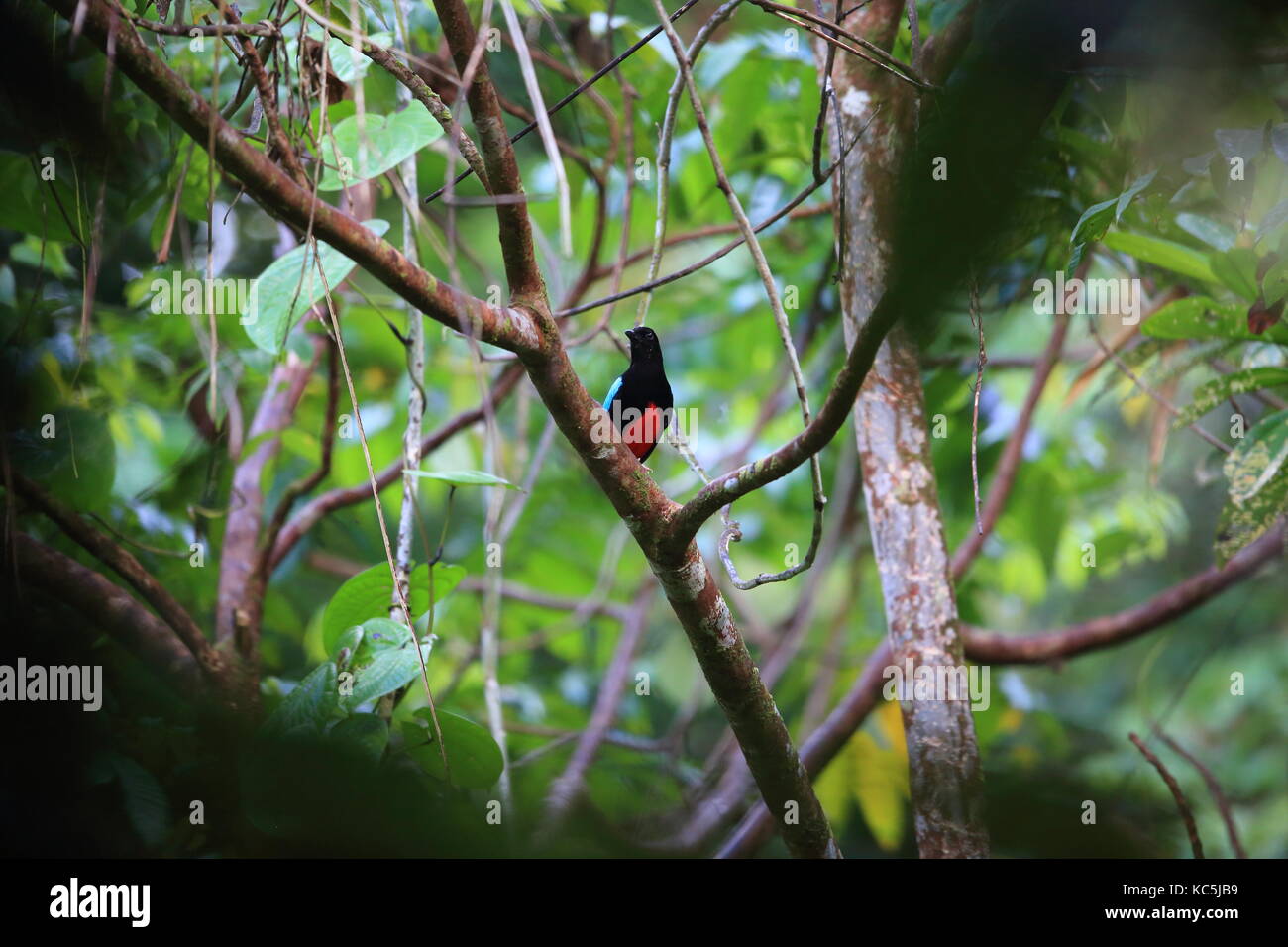 Superb pitta (Pitta superba) in Manus Island, Papua New Guinea Stock ...