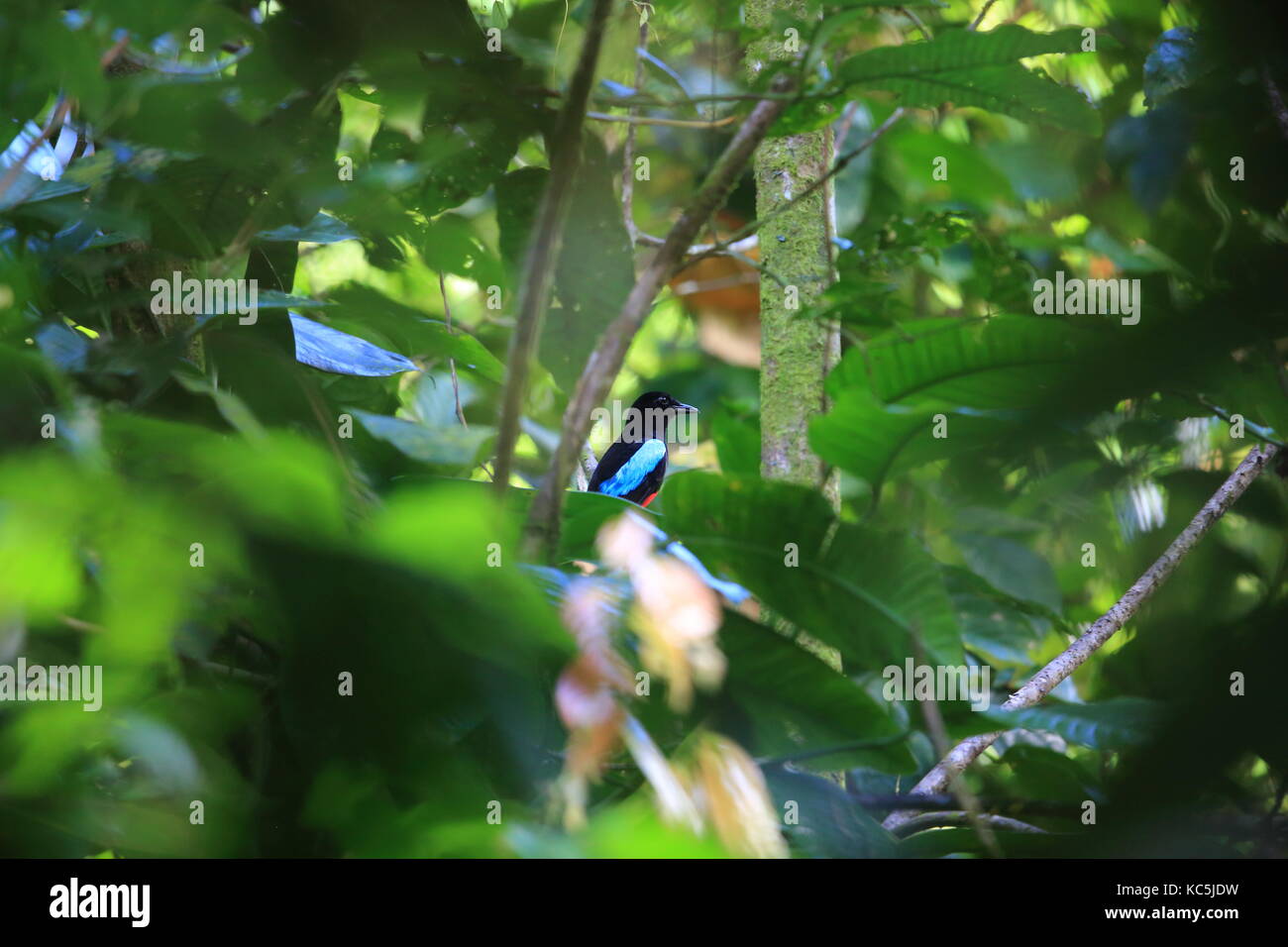Superb pitta (Pitta superba) in Manus Island, Papua New Guinea Stock ...