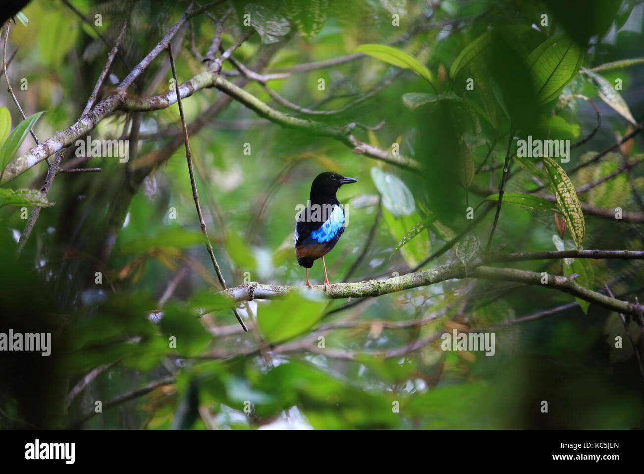 Superb pitta (Pitta superba) in Manus Island, Papua New Guinea Stock ...