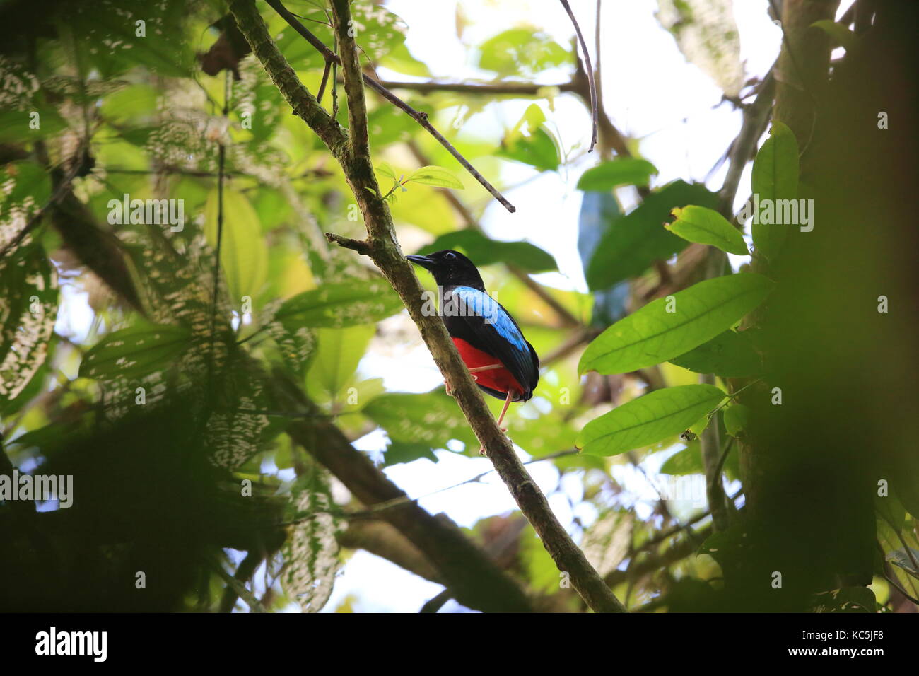 Superb pitta (Pitta superba) in Manus Island, Papua New Guinea Stock ...