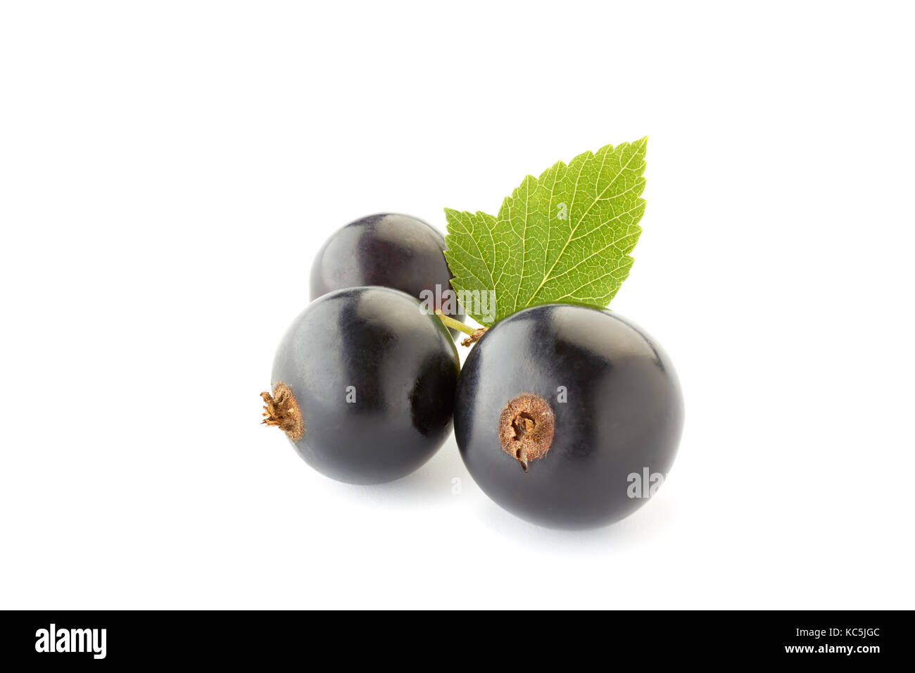 Black currant berries with leaves on white Stock Photo - Alamy