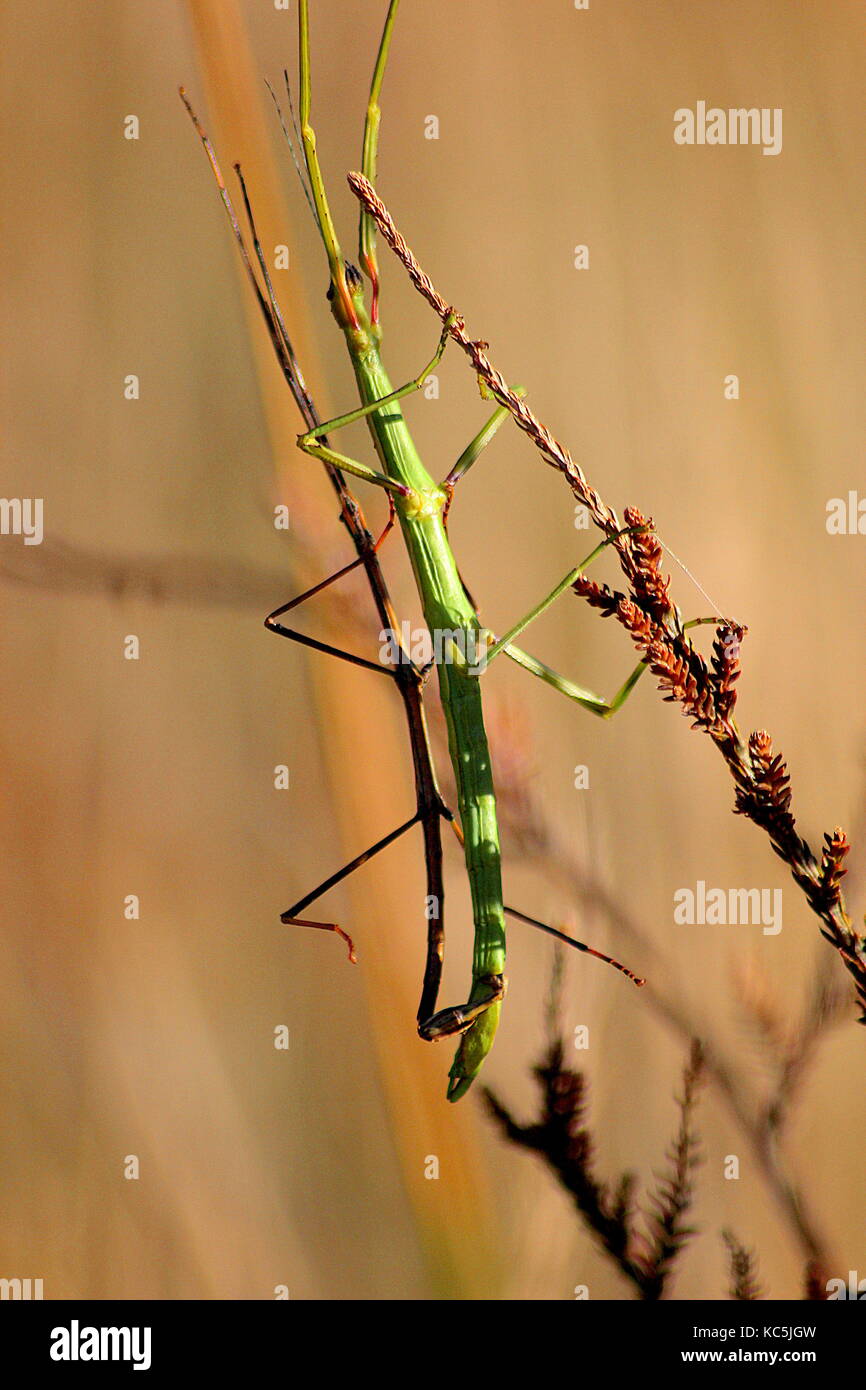 Insect photogaphy hi-res stock photography and images - Alamy