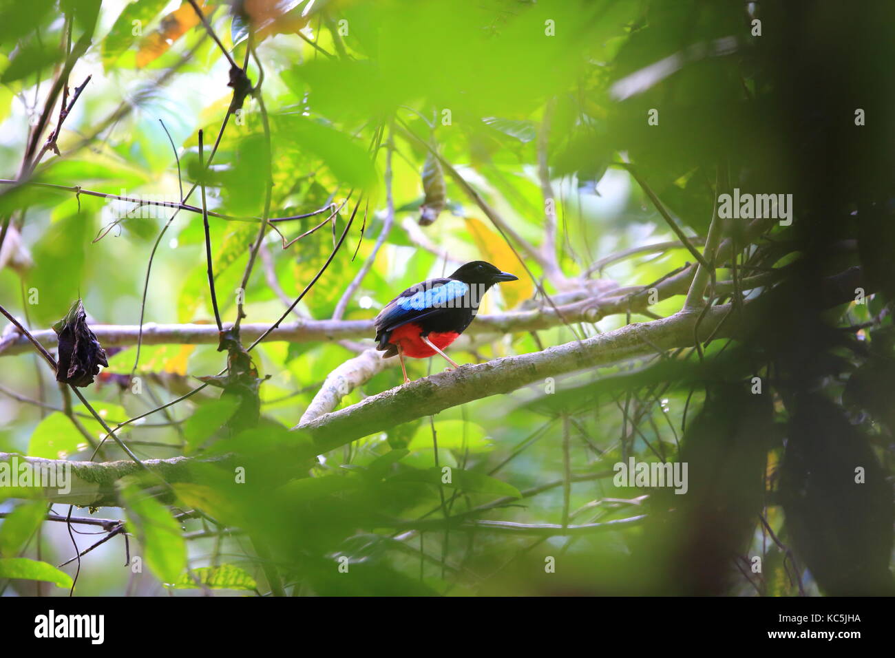 Superb pitta (Pitta superba) in Manus Island, Papua New Guinea Stock ...