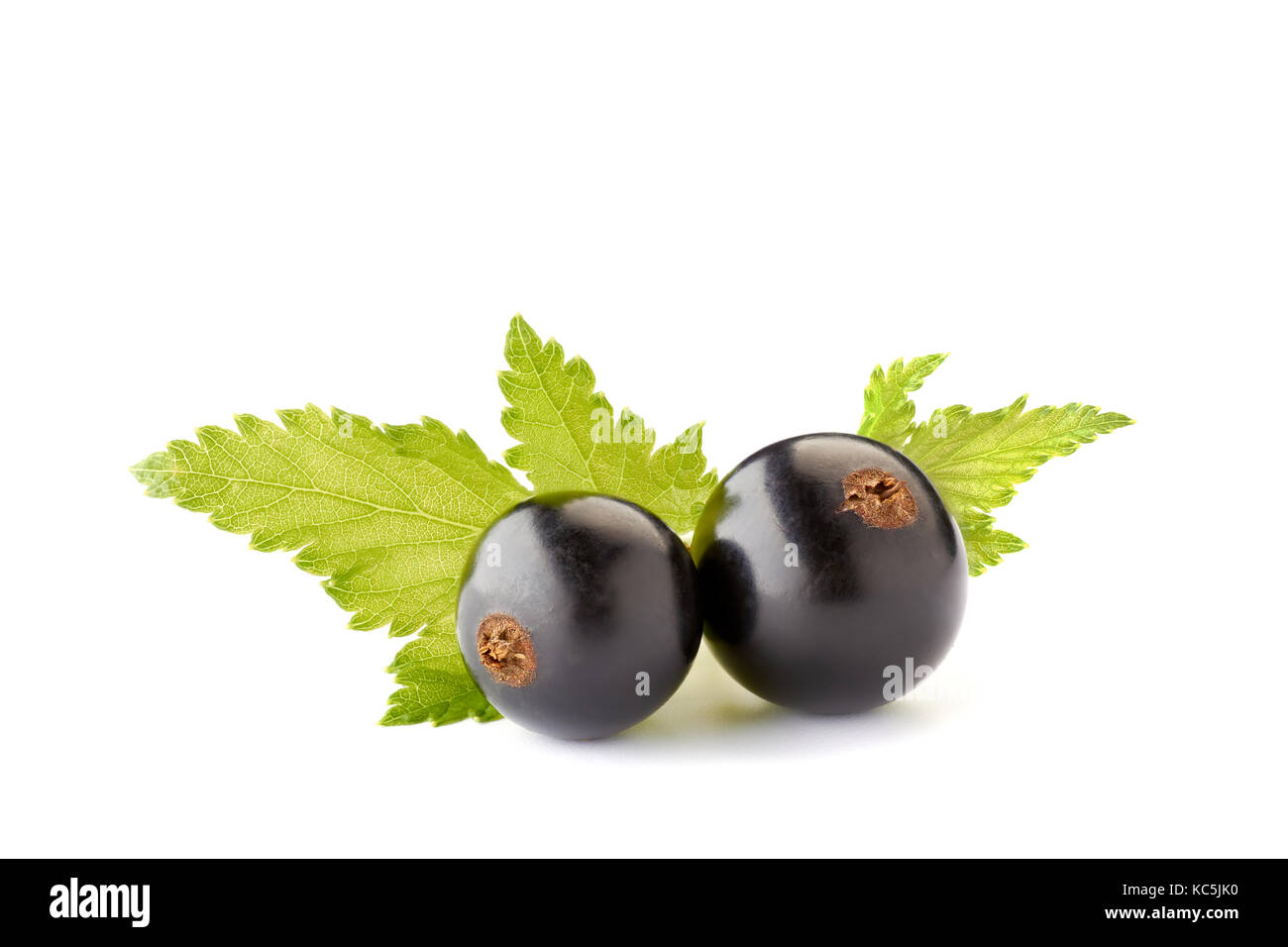 Black currant berries with leaves on white Stock Photo - Alamy